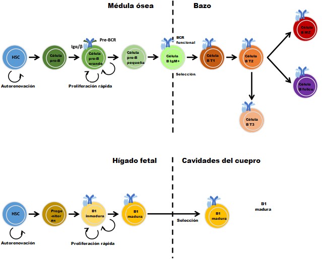 Células B British Society For Immunology